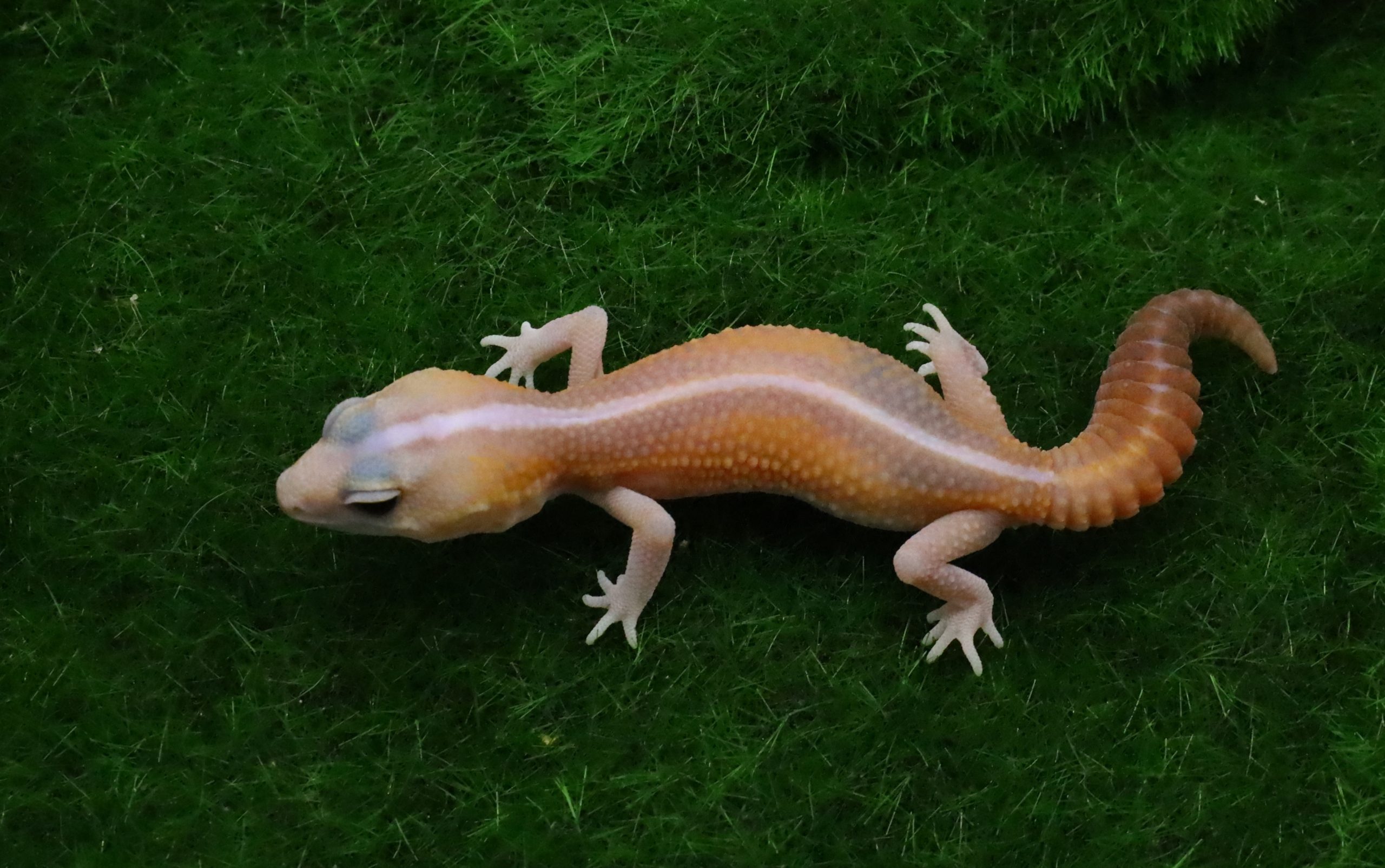 African Fattail Gecko – Fattail Gecko Farm