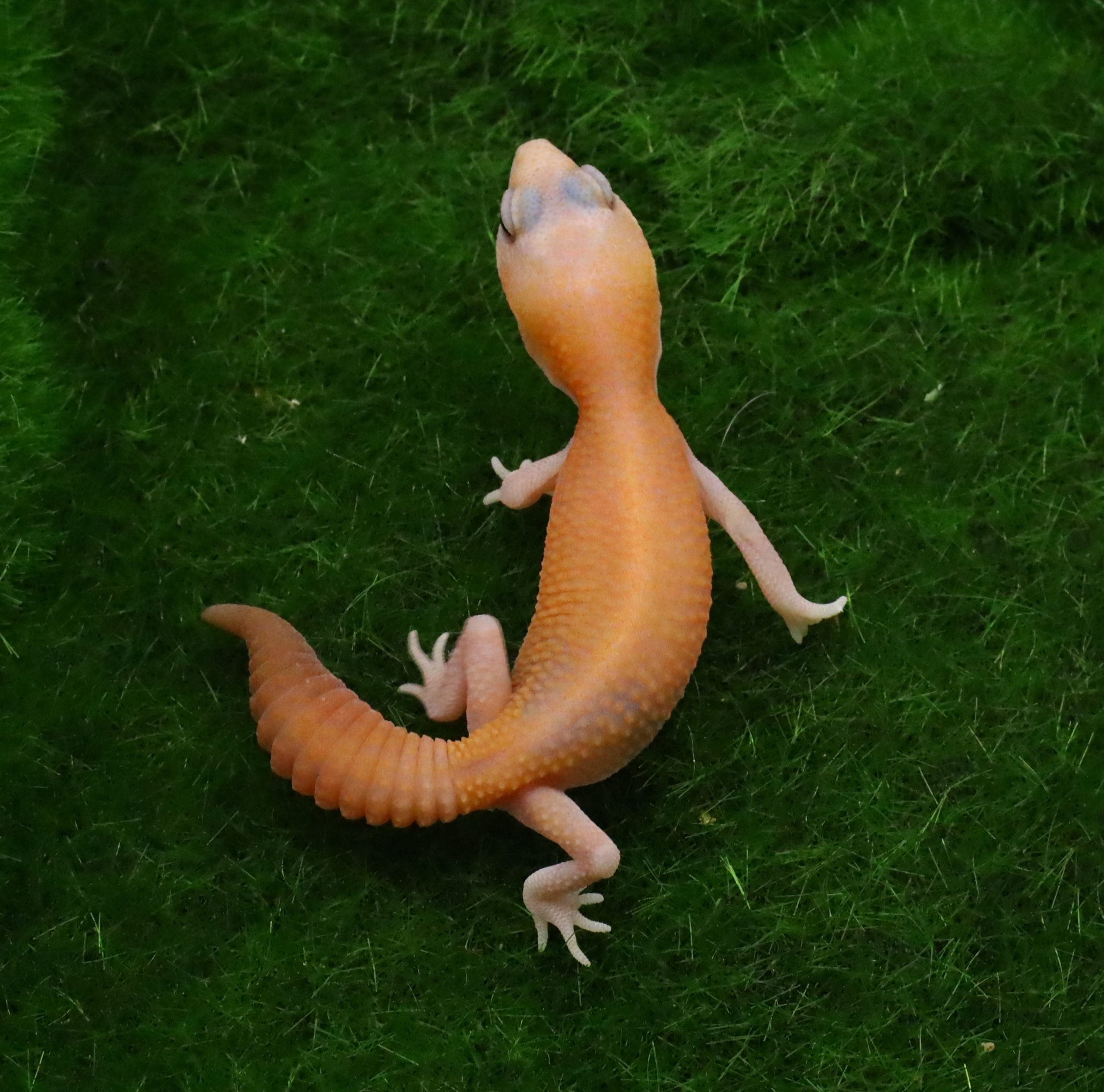 African Fattail Gecko – Fattail Gecko Farm