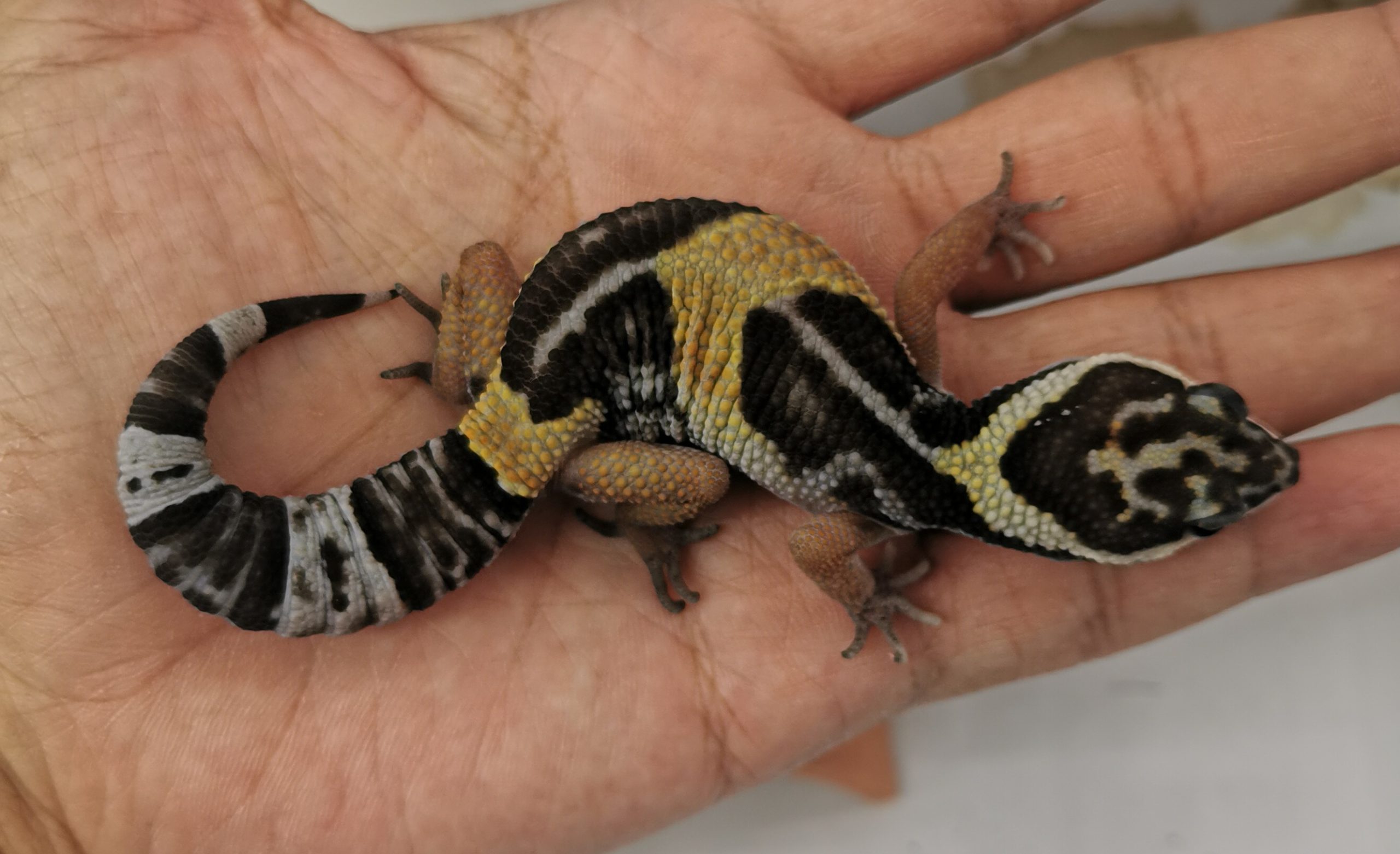East Indian Leopard Gecko – Fattail Gecko Farm