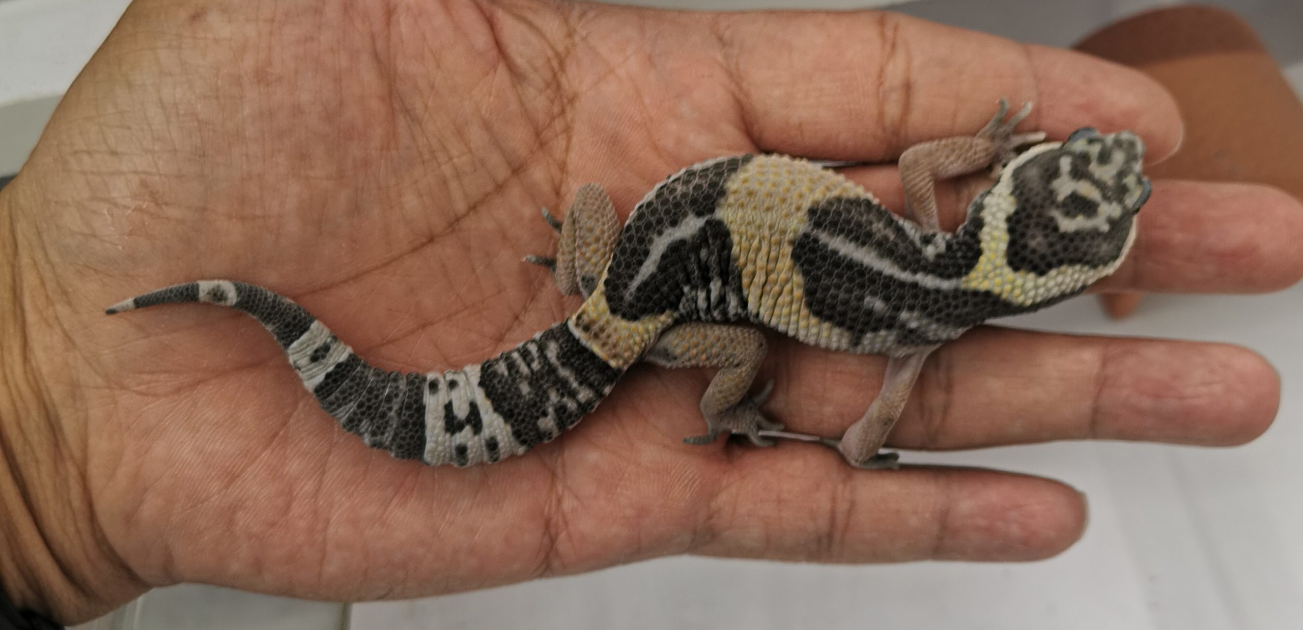 East Indian Leopard Gecko – Fattail Gecko Farm